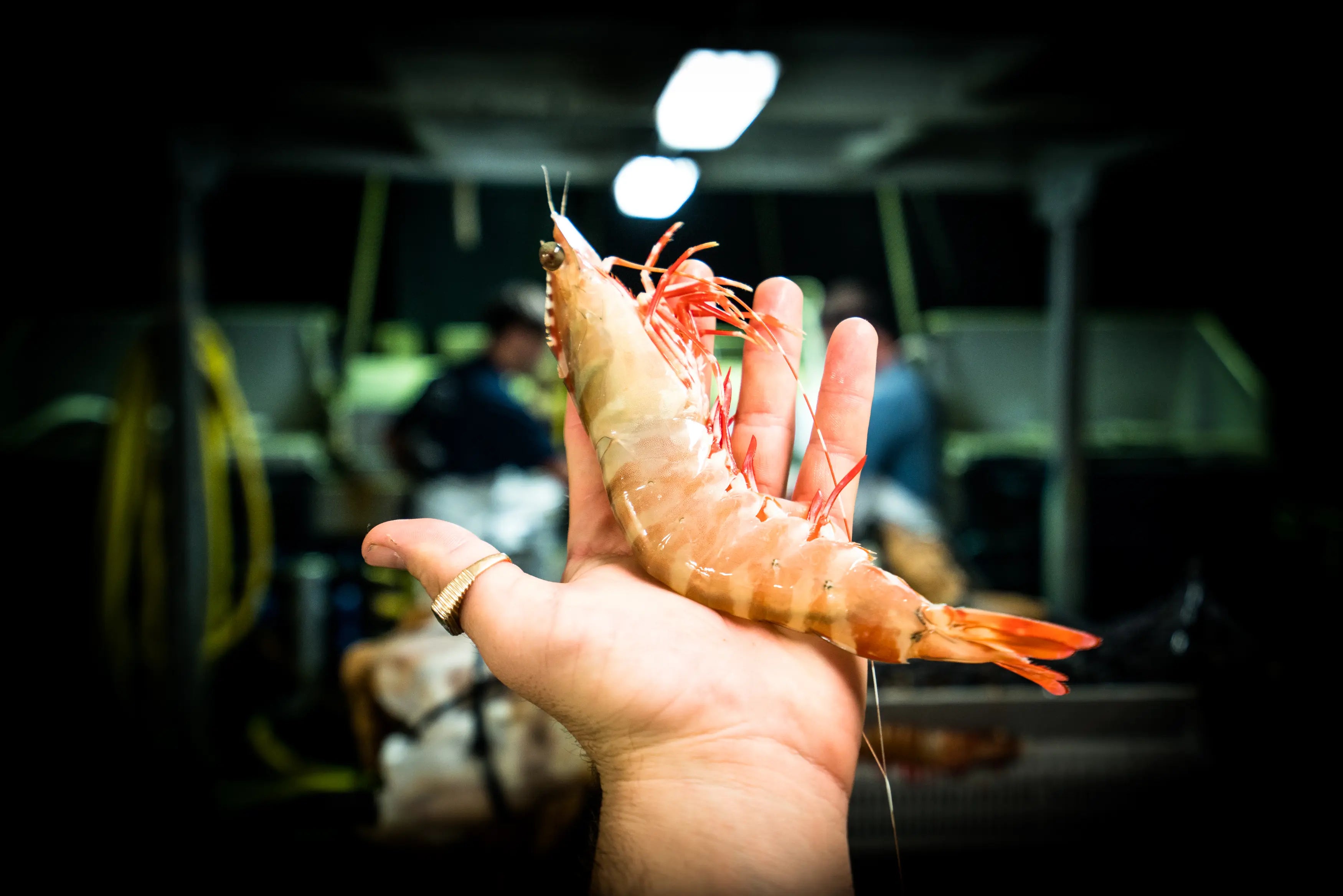 Flame-blasted Skull Island prawns