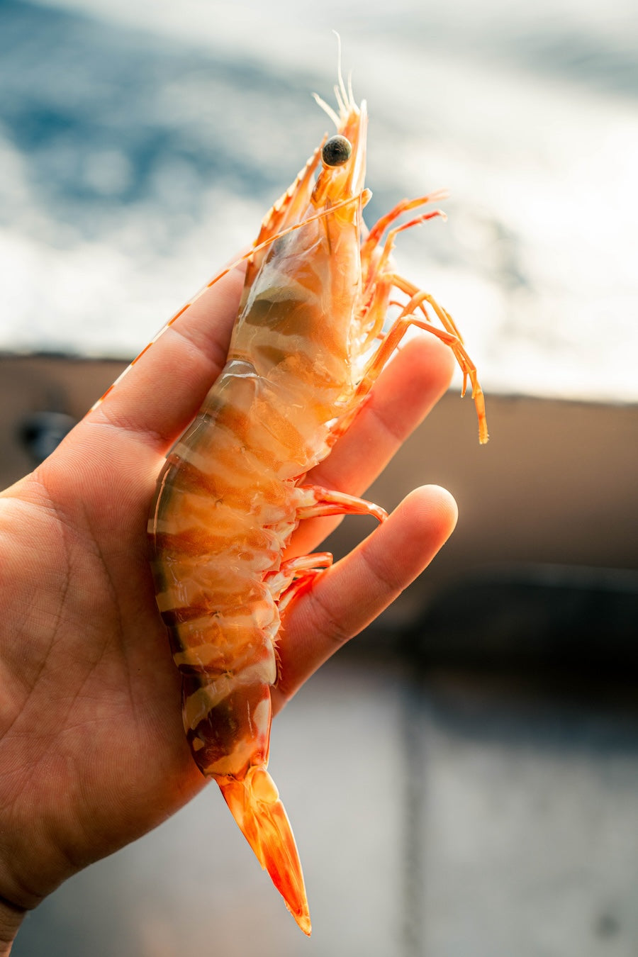 Buy Prawns Online | Delivered Frozen Fresh | Skull Island