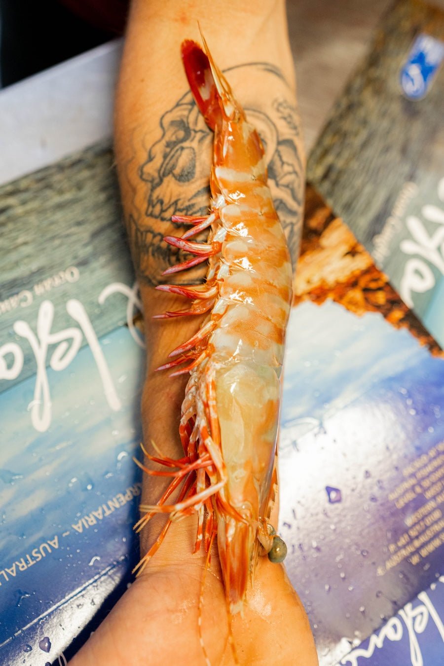 Buy Prawns Online | Delivered Frozen Fresh | Skull Island