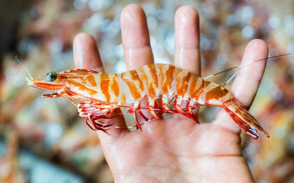 Buy Prawns Online | Delivered Frozen Fresh | Skull Island
