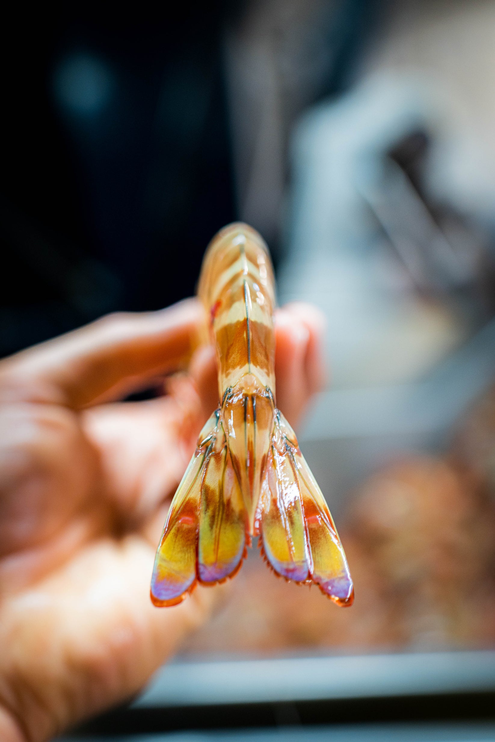 Buy Prawns Online | Delivered Frozen Fresh | Skull Island