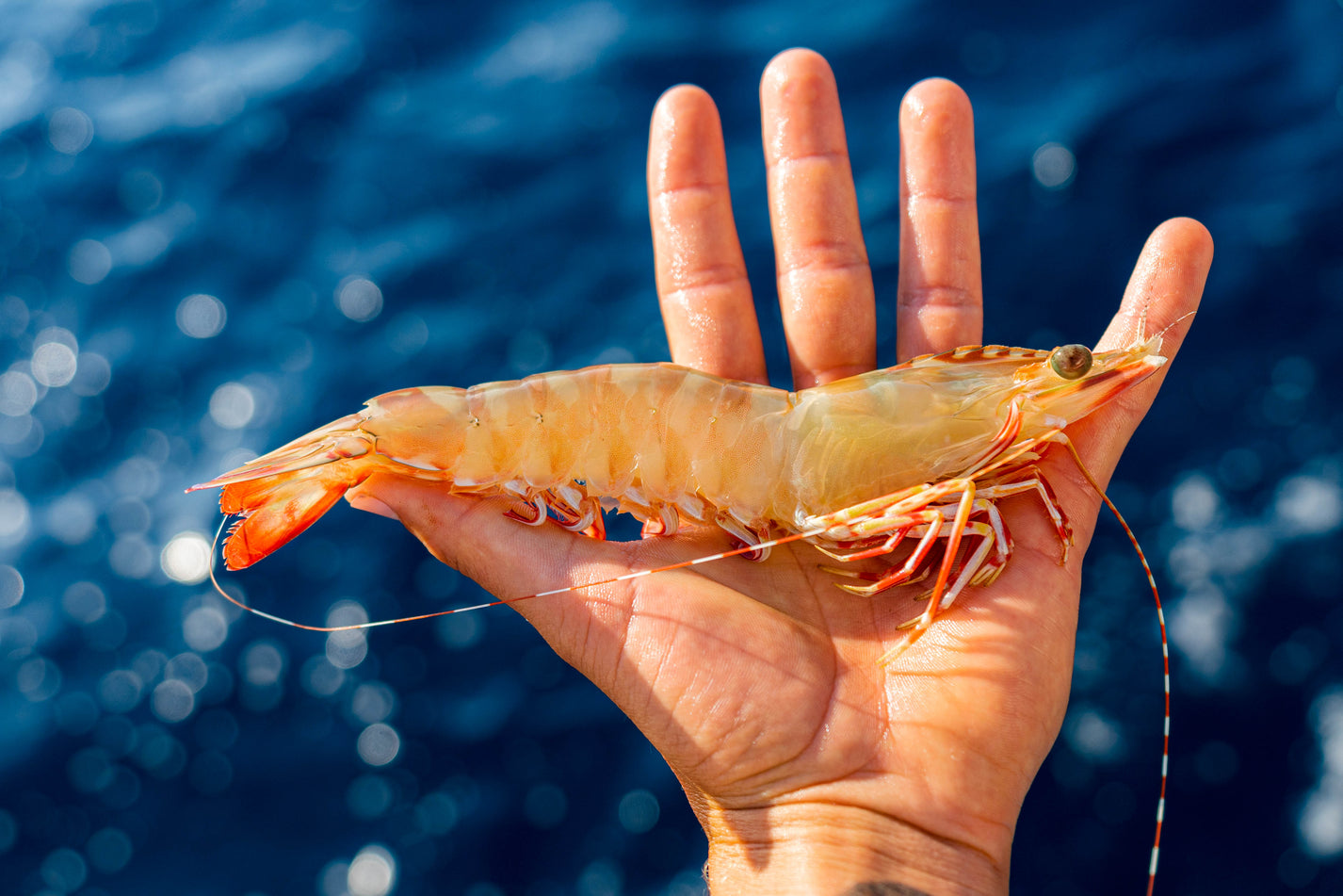 Buy Prawns Online | Delivered Frozen Fresh | Skull Island