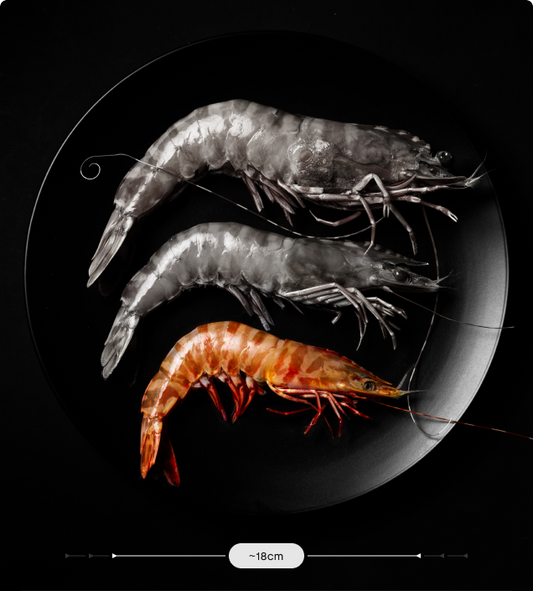 Skull Island Tiger Prawns | Order Now | Skull Island