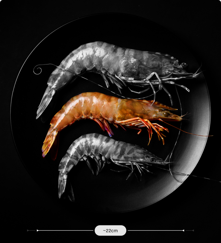 Skull Island Tiger Prawns | Order Now | Skull Island