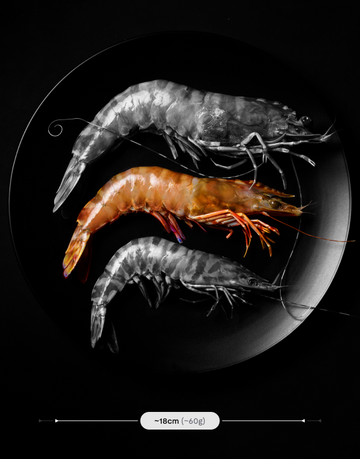 Skull Island Tiger Prawns | Order Now | Skull Island