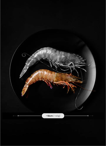 Skull Island Tiger Prawns | Order Now | Skull Island