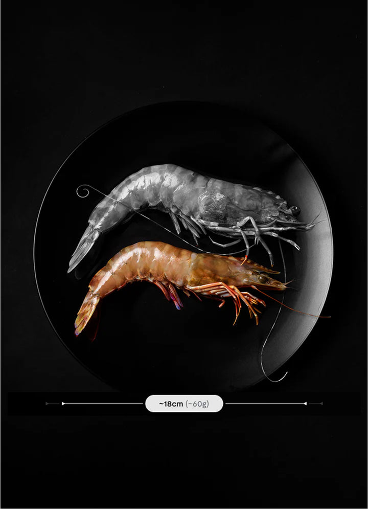 Skull Island Tiger Prawns | Order Now | Skull Island